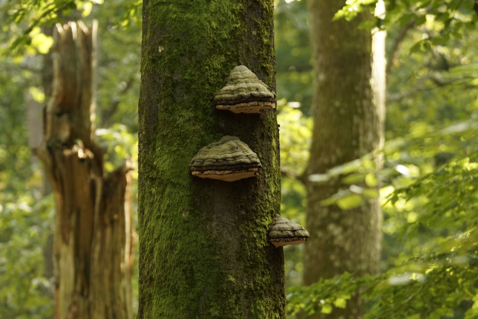 Funktionen des Waldes - Wald-Allianz